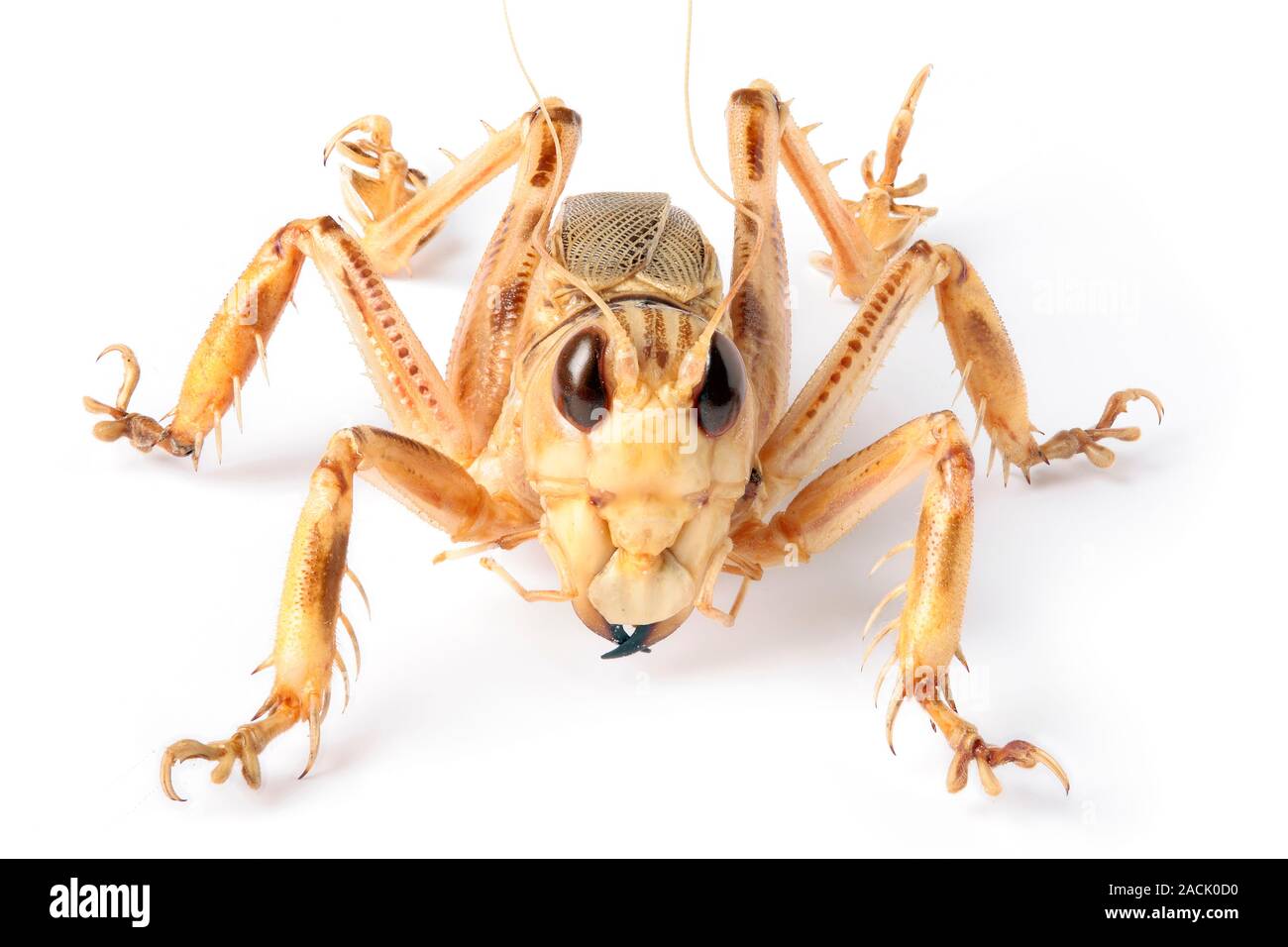 Dune cricket (Schizodactylus monstrosus). This is an aggressive ...