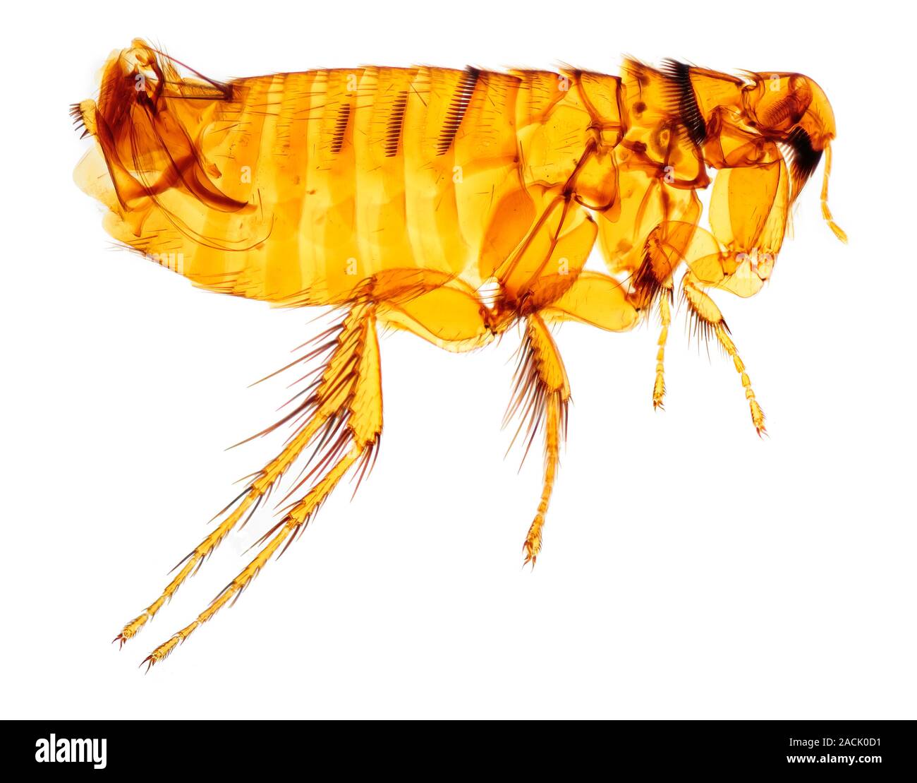 Mole flea (Hystrichopsylla talpae talpae), macro photograph. This is ...