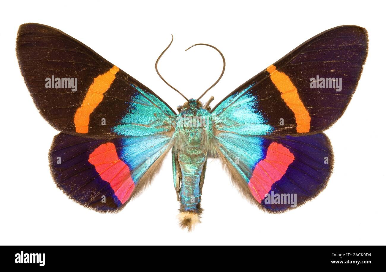 Moth (Milionia paradisea) specimen Stock Photo - Alamy