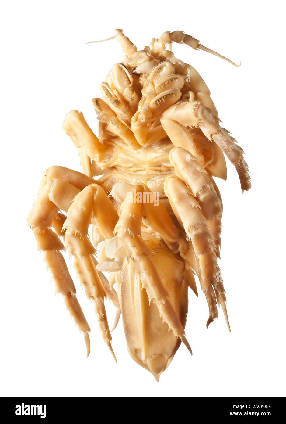 This marine louse (Glyptonotus antarcticus) feeds on the mucus ...