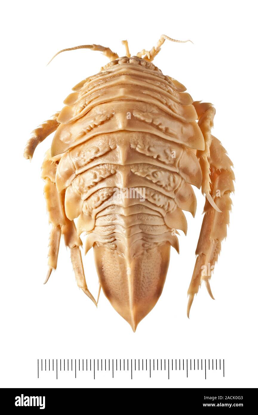 This marine louse (Glyptonotus antarcticus) feeds on the mucus ...