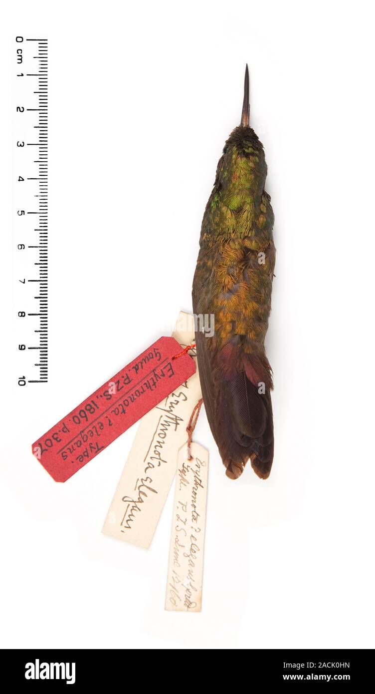 Gould's emerald hummingbird (Chlorostilbon elegans). This bird is ...