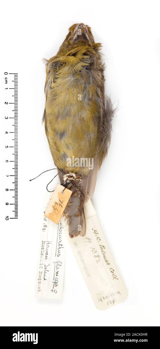 Lesser koa-finch (Rhodacanthis flaviceps). This bird is now extinct ...