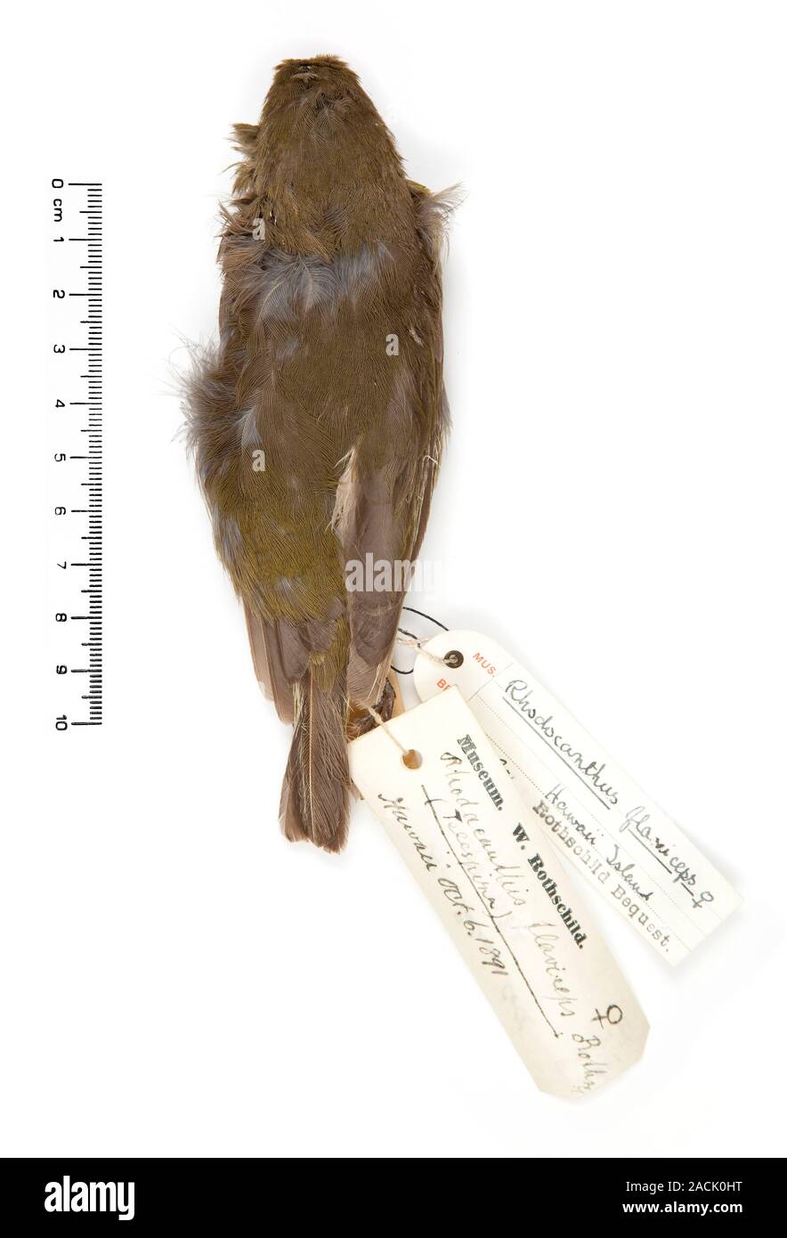 Lesser koa-finch (Rhodacanthis flaviceps). This bird is now extinct ...
