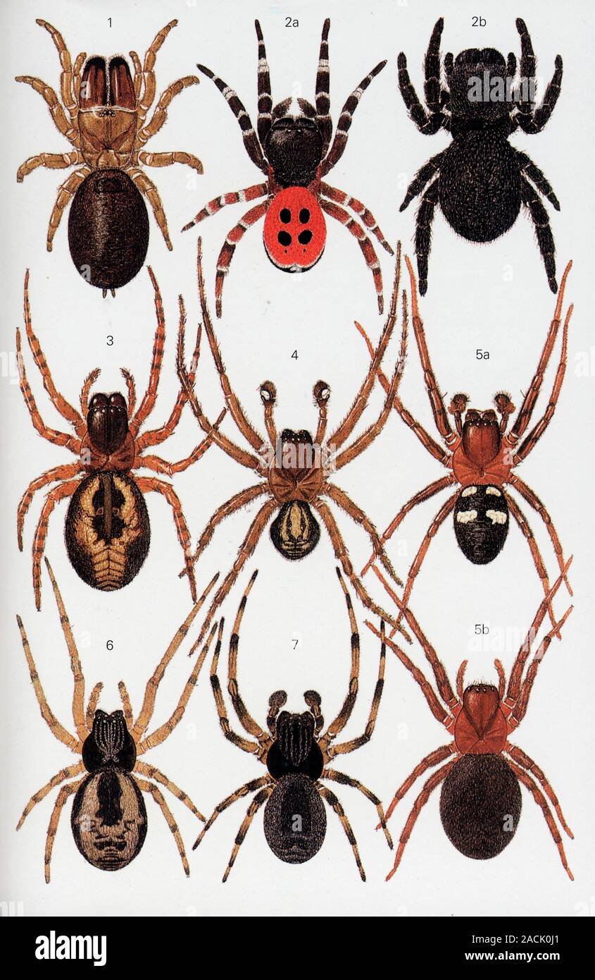 Spiders of Britain and Northern Europe. This artwork is part of a ...
