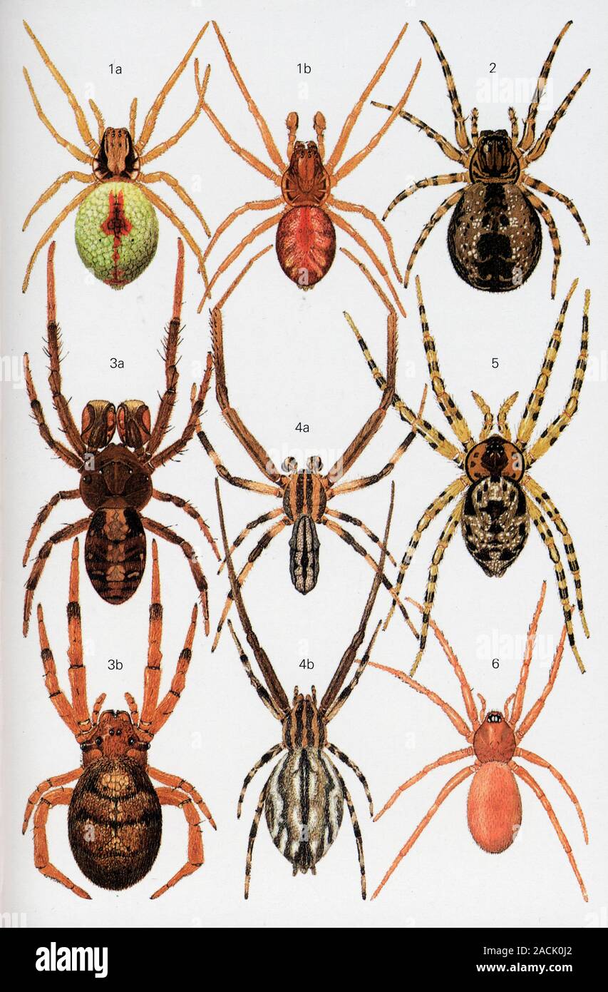 Spiders of Britain and Northern Europe. This artwork is part of a ...