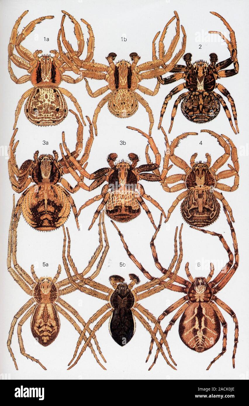 Spiders of Britain and Northern Europe. This artwork is part of a ...