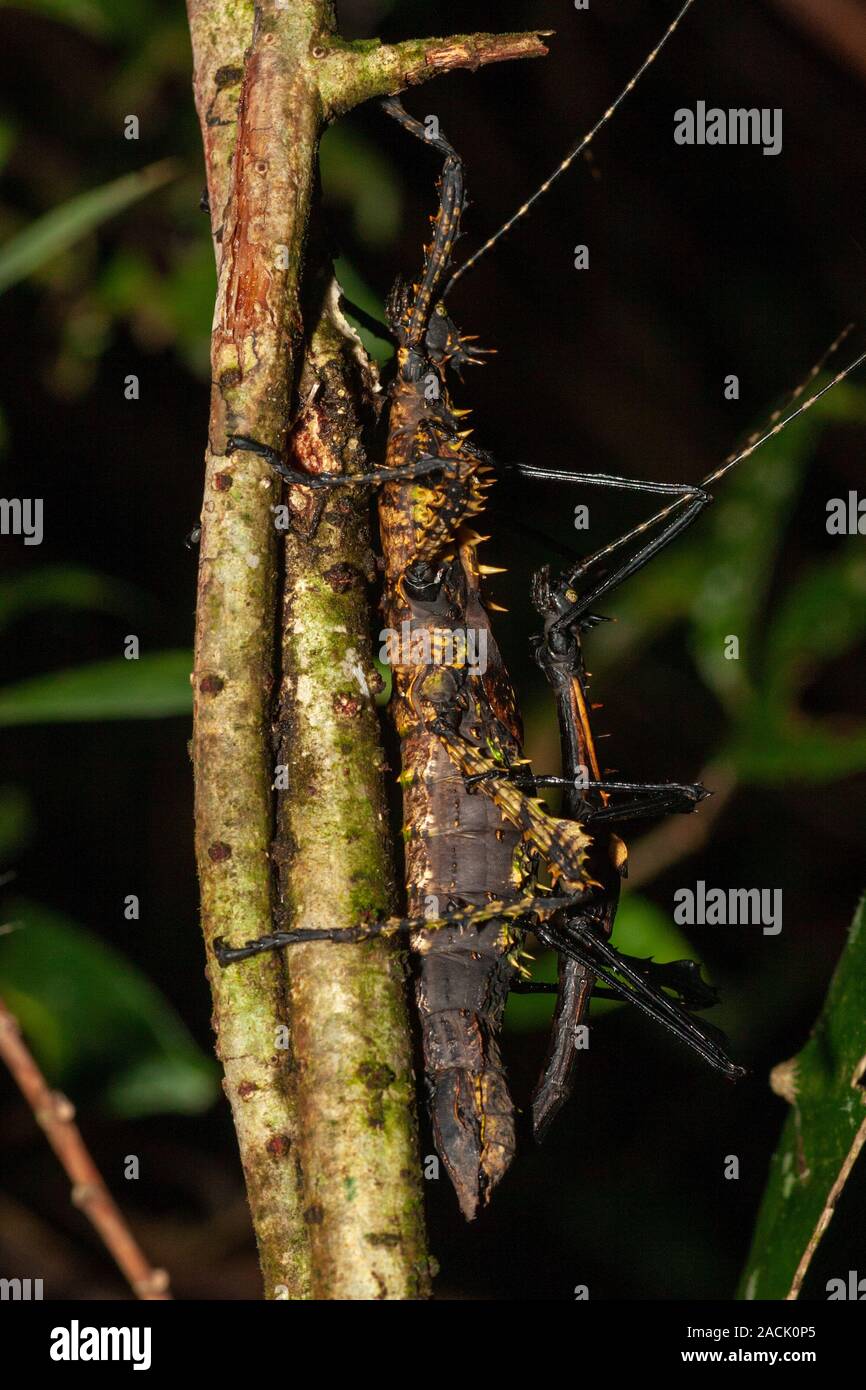 Mating of stick insects in Ranomafana National Park, Madagascar Stock ...