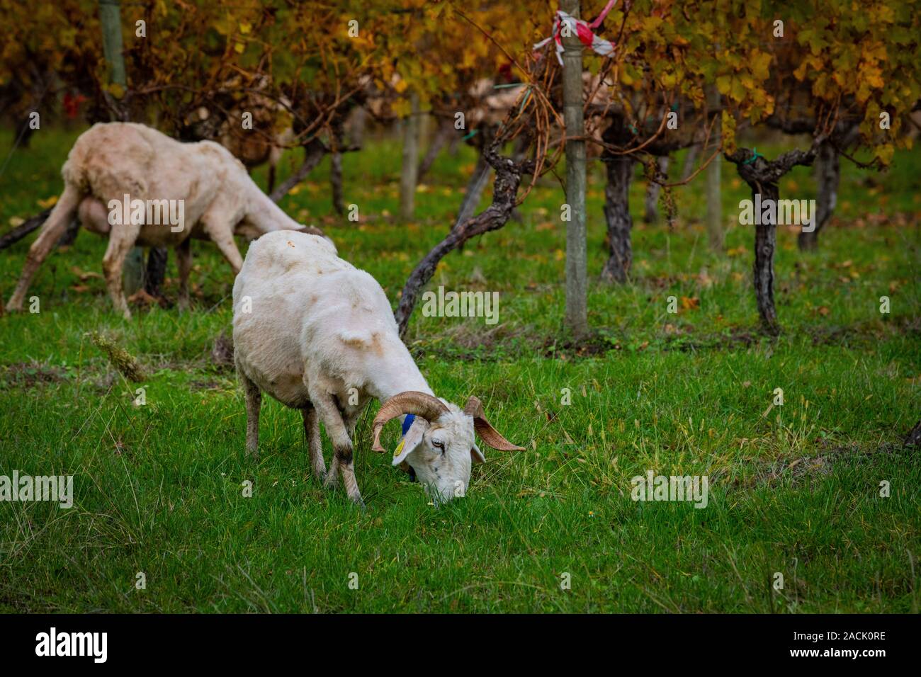 Sustainable development, Flock of sheep grazing grass in Bordeaux Vineyard Stock Photo - Alamy
