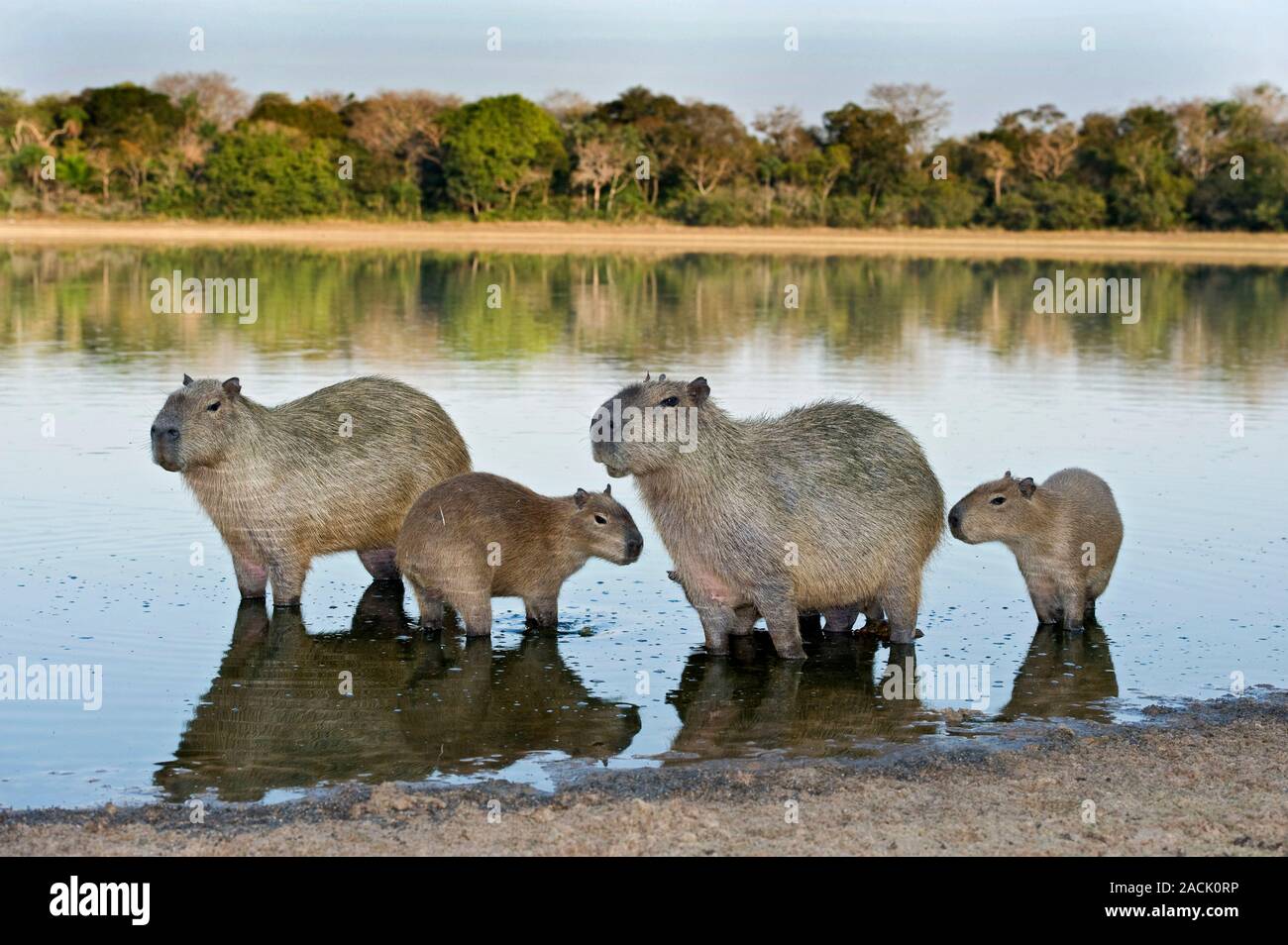Capybara family. Capybara (Hydrochoerus hydrochaeris) standing in a ...
