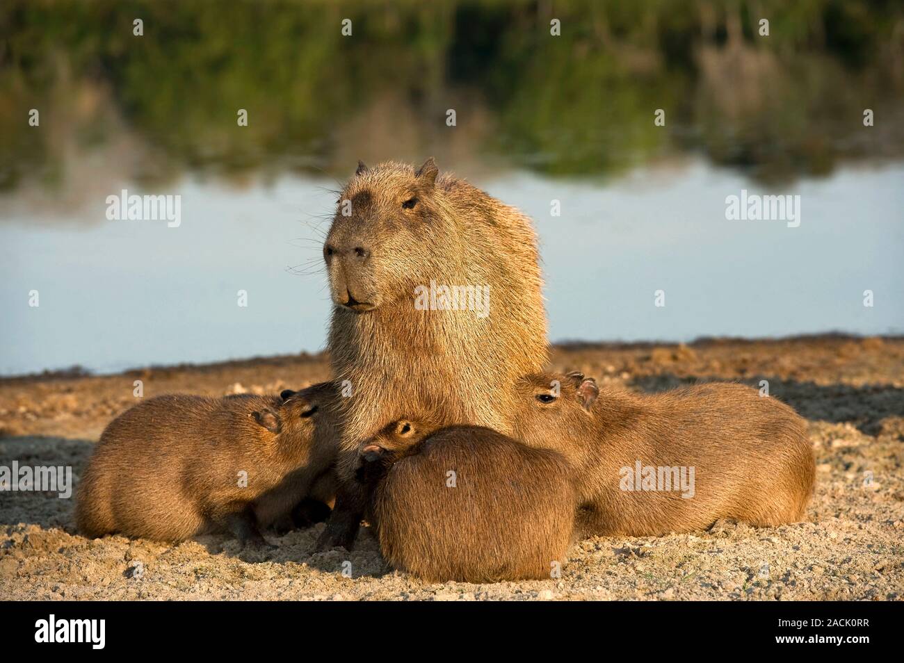 Capybara family. Young capybara (Hydrochoerus hydrochaeris) suckling ...