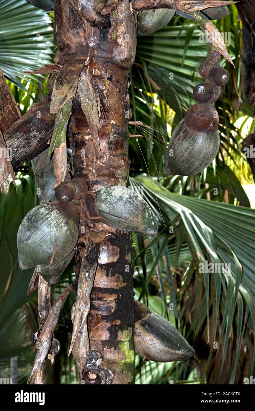 Coco de mer (Lodoicea maldivica) fruit on a tree. The seed of the coco ...