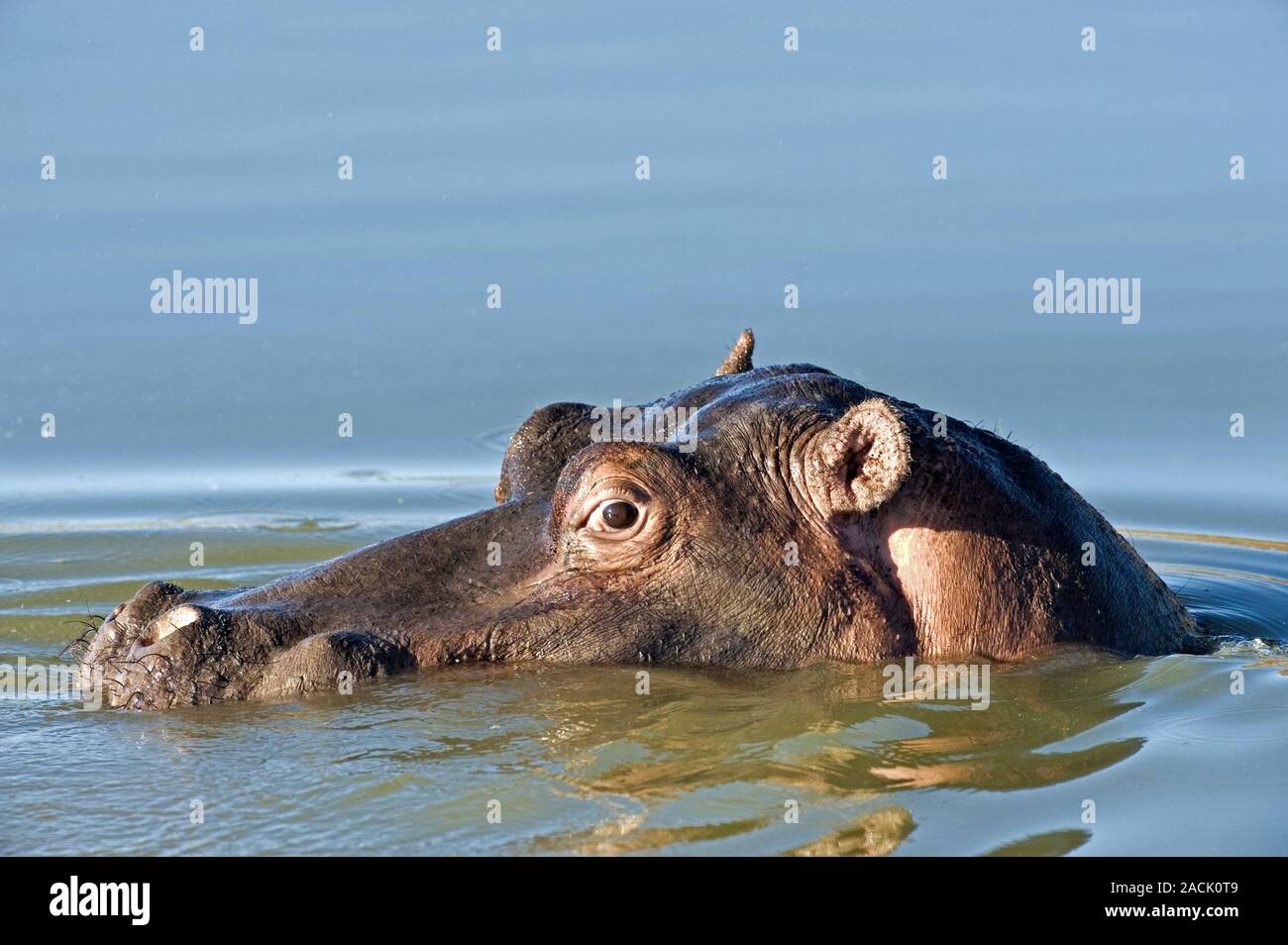 Hippopotamus (Hippopotamus amphibius) in water. Photographed in the ...