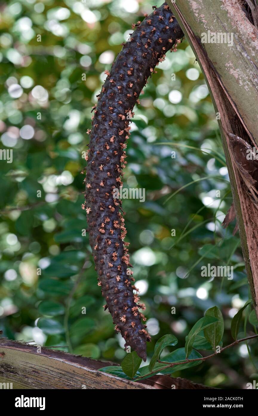 Coco de mer (Lodoicea maldivica) catkin. Close-up of a male flower on a ...