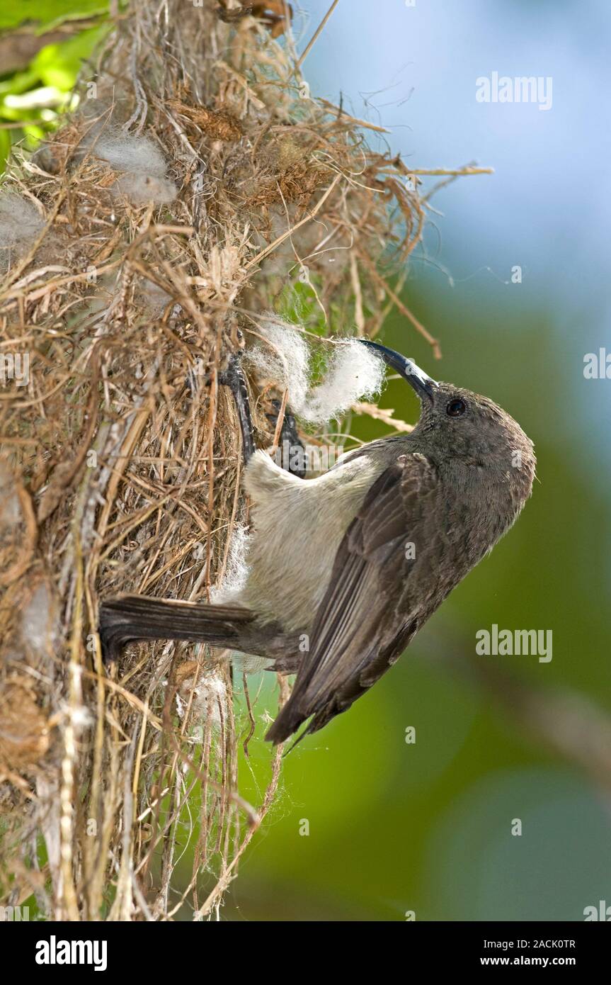 Seychelles sunbird. Female Seychelles sunbird (Cinnyris dussumieri ...