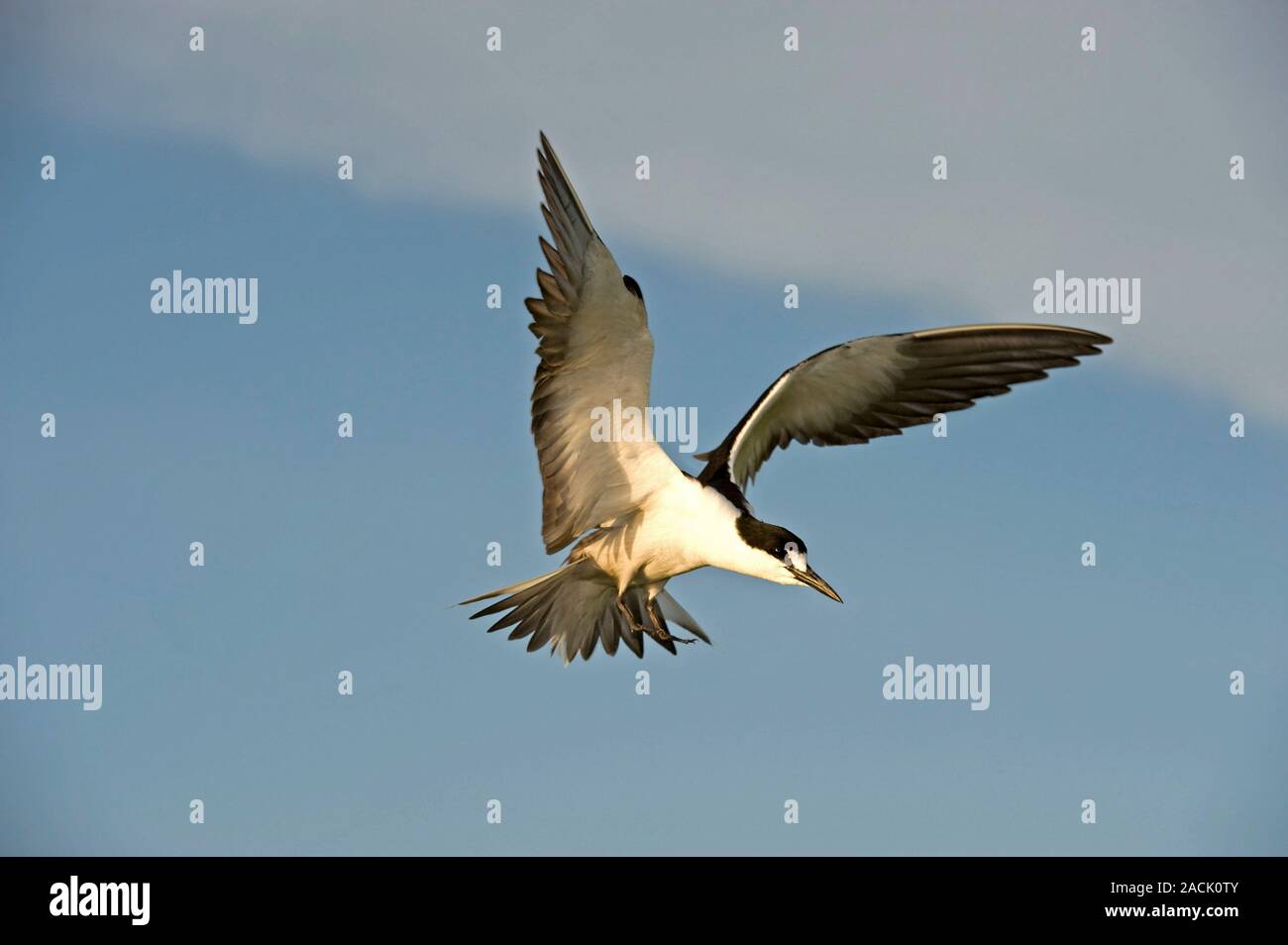 Sooty tern (Sterna fuscata) in flight. Photographed on Bird Island ...