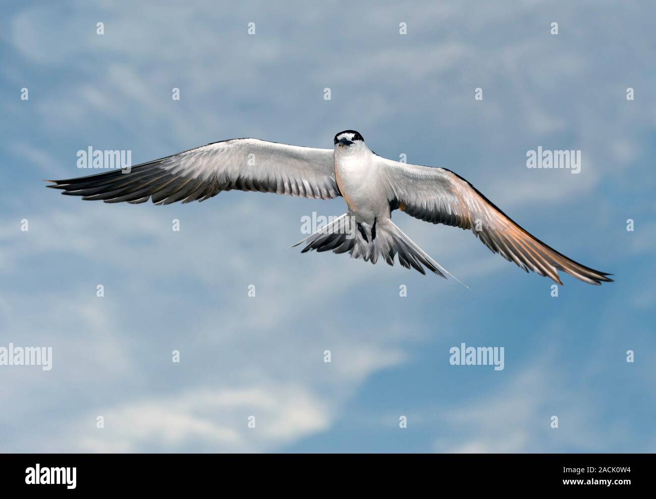 Sooty tern (Sterna fuscata) in flight. Photographed on Bird Island ...
