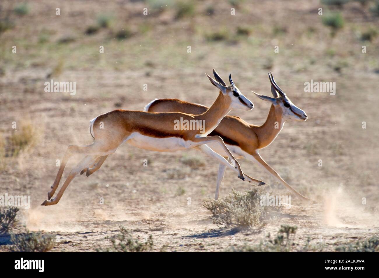Springboks (Antidorcas marsupialis) running. The springbok is a medium ...