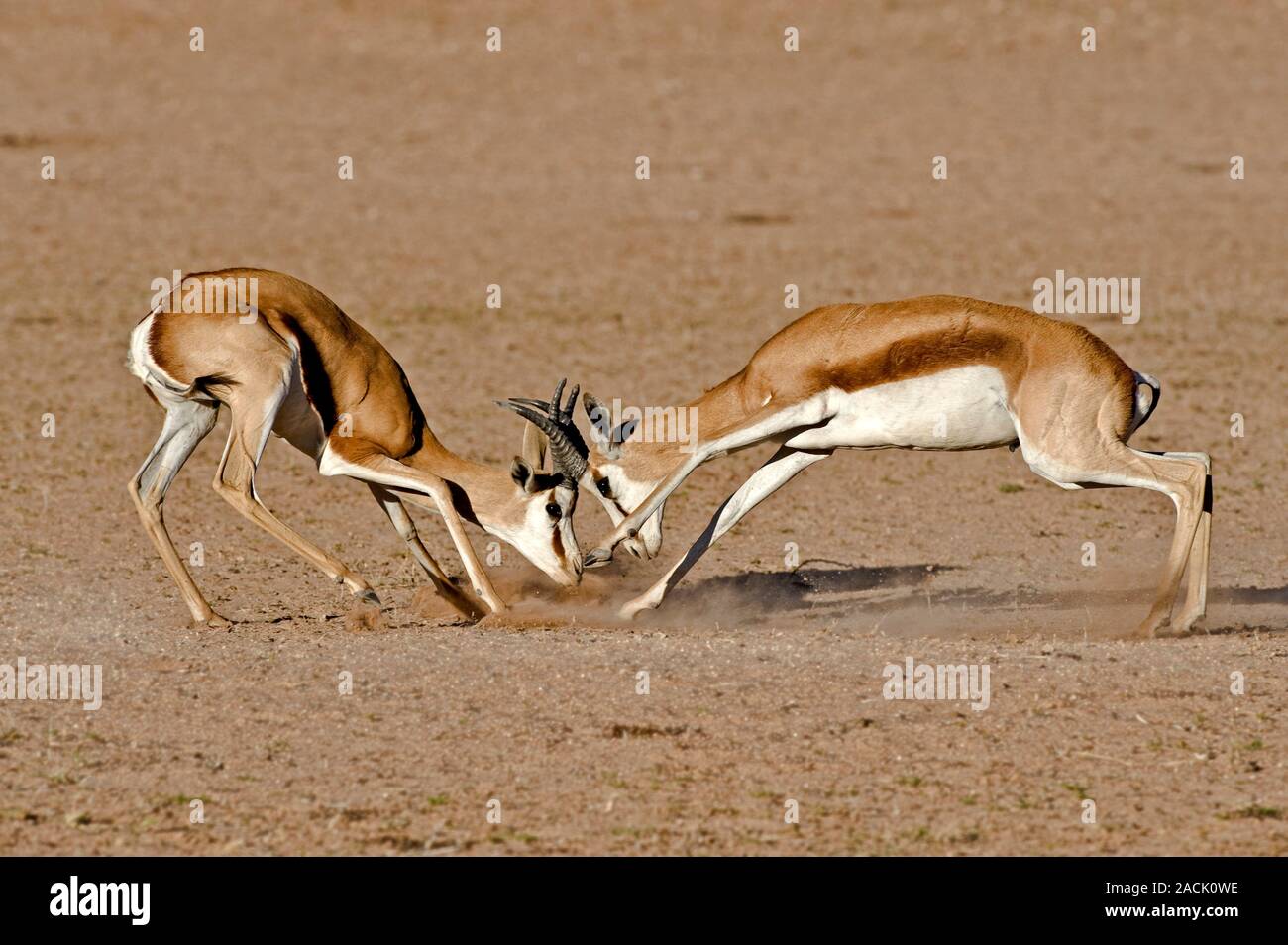 Springboks fighting. Male Springboks (Antidorcas marsupialis) fighting ...