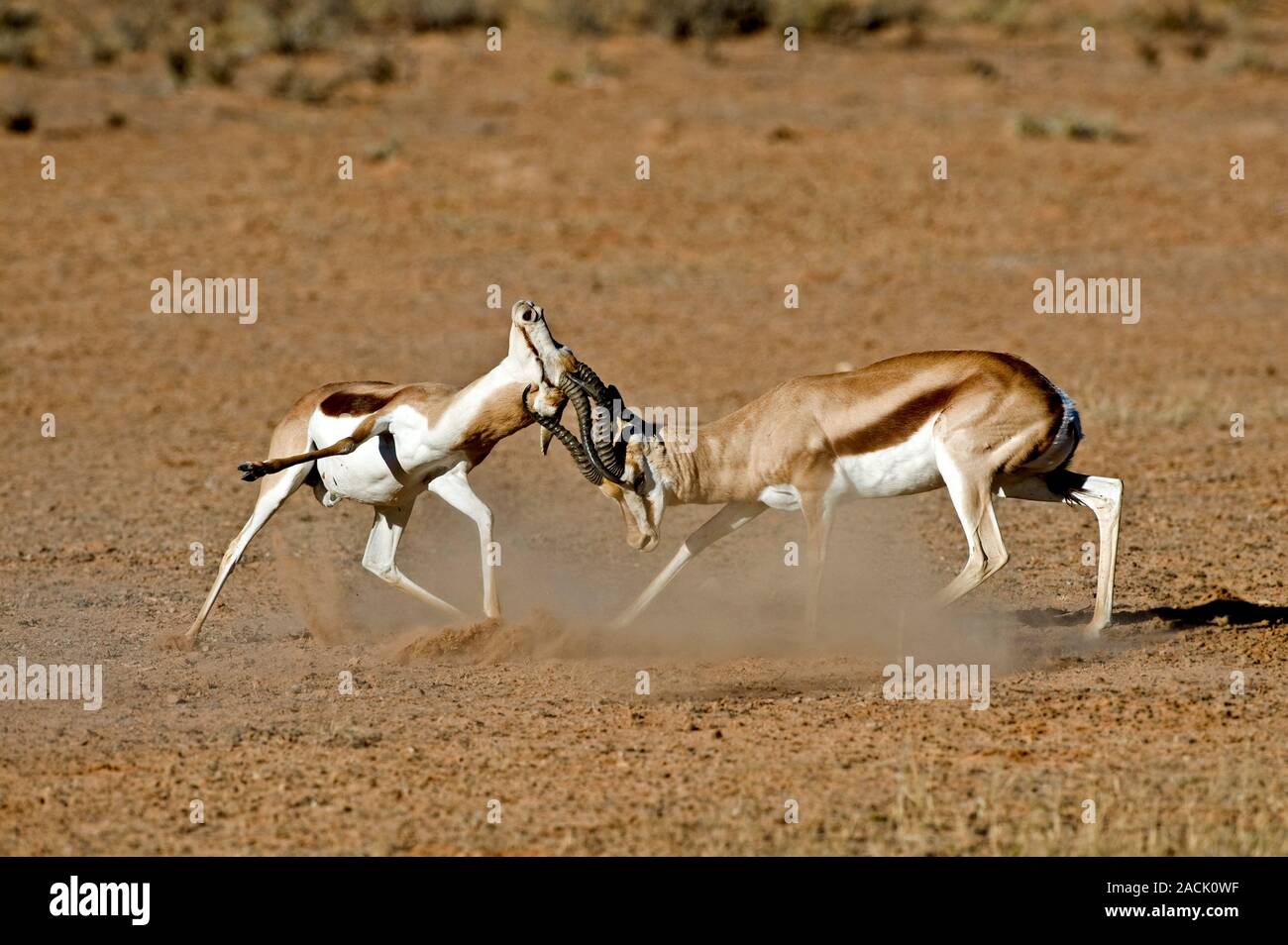 Springboks fighting. Male Springboks (Antidorcas marsupialis) fighting ...
