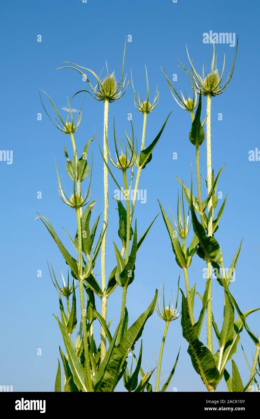 Milk thistle (Silybum marianum) flower stalks. This plant is also known ...