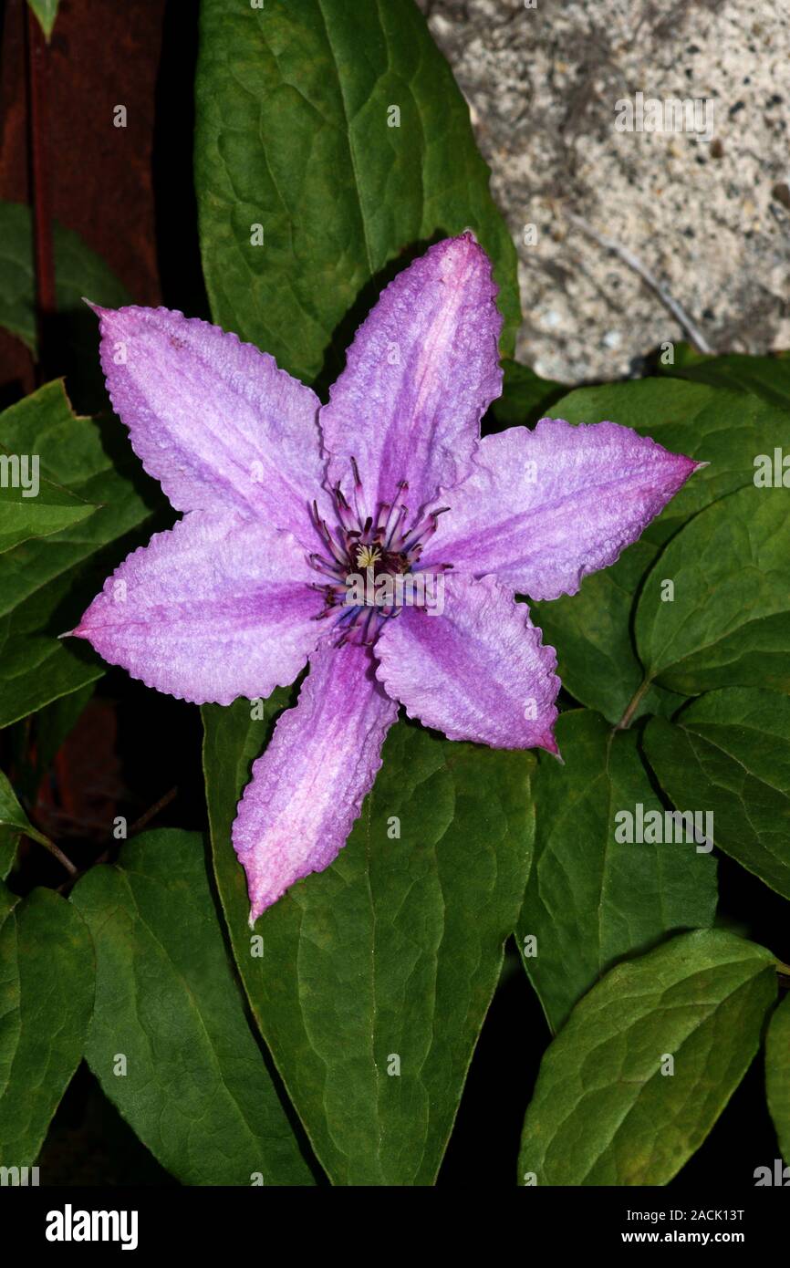 Clematis 'Hagley Hybrid' flower Stock Photo - Alamy