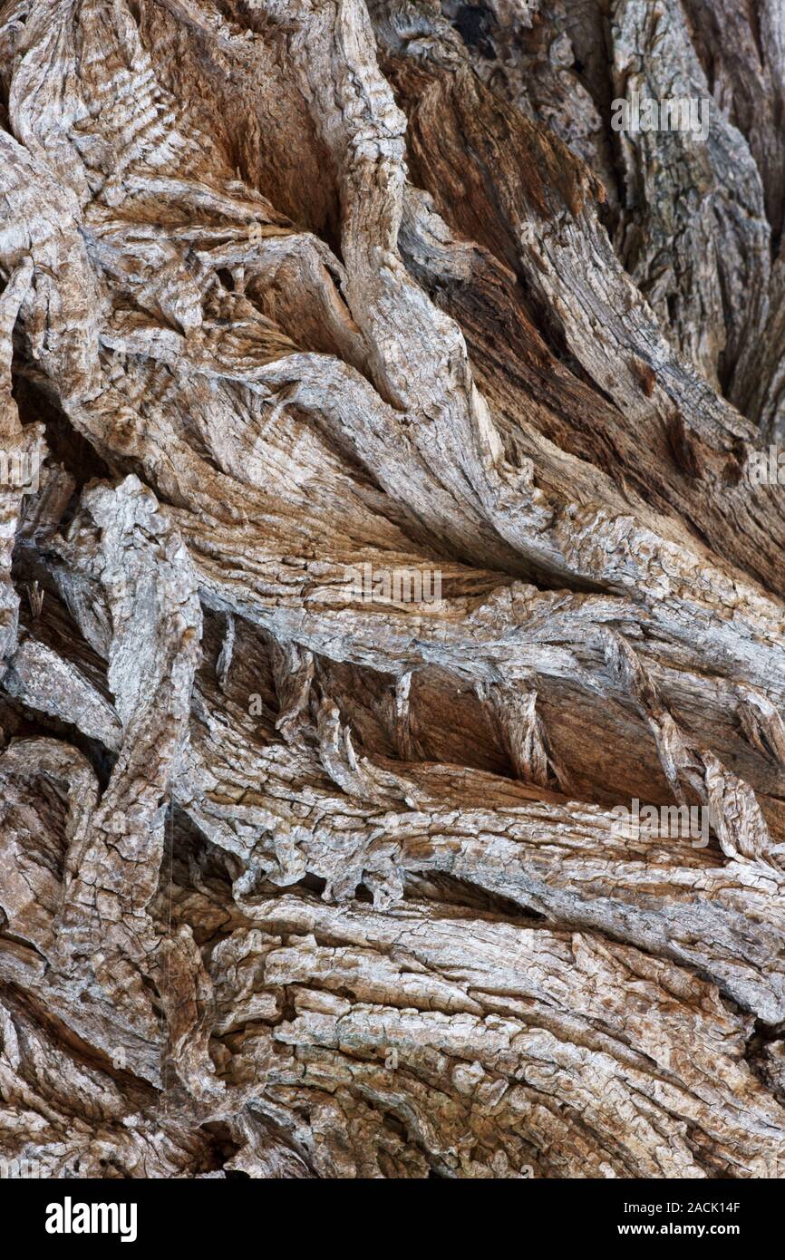 Locust Tree (Robinia pseudoacacia) bark Stock Photo - Alamy