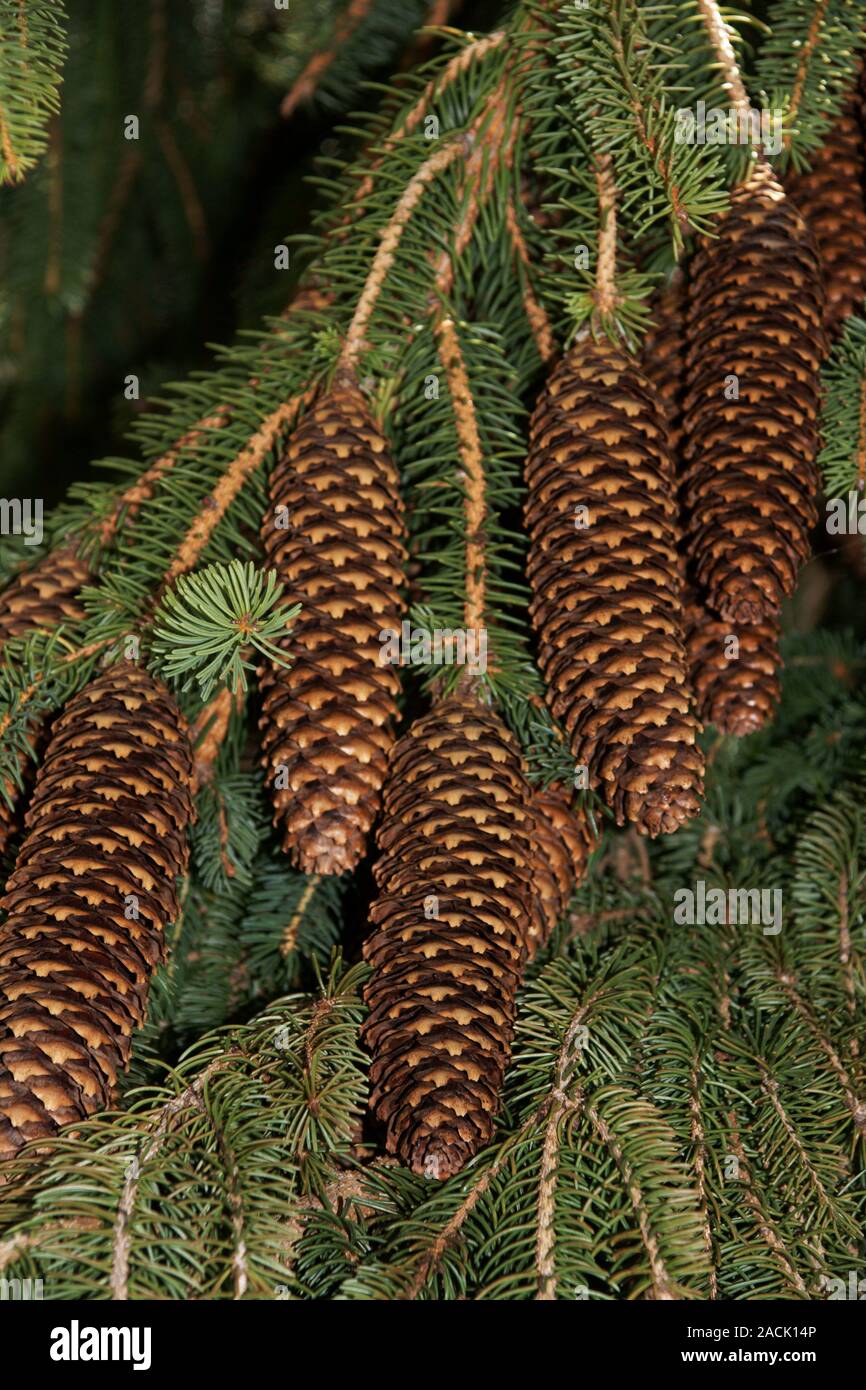 Norway Spruce (Picea abies) cones Stock Photo - Alamy