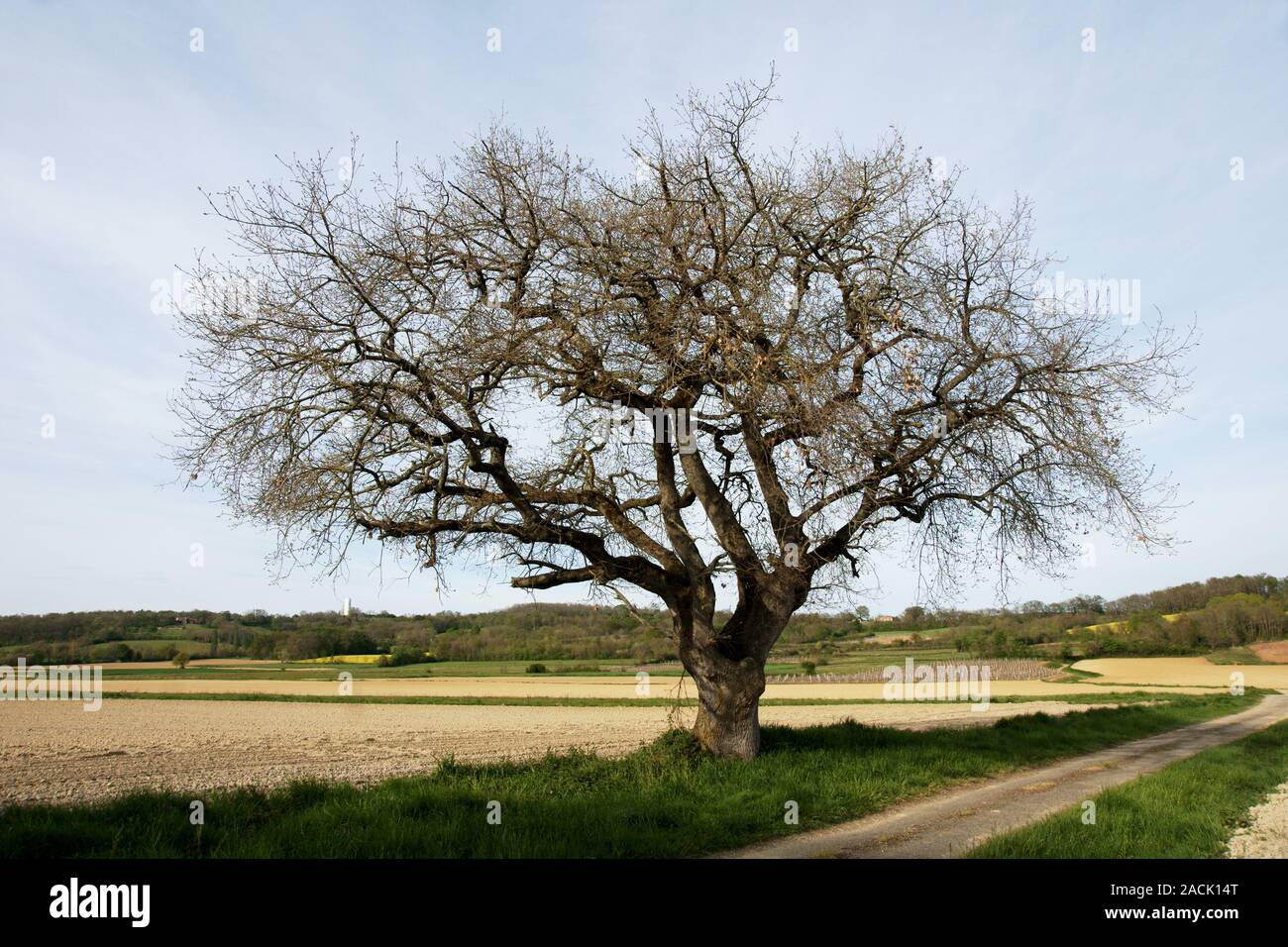 Mature Oak (Quercus robur) in Winter Stock Photo - Alamy