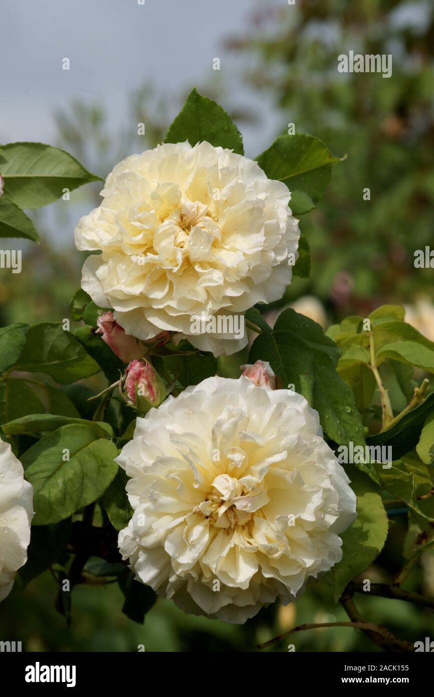 Rose (Rosa 'Celine Forestier') flowering in Summer Stock Photo - Alamy