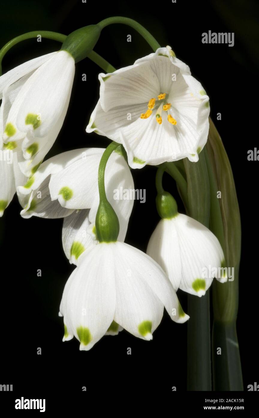 Summer Snowflake (Leucojum aestivum) in flower Stock Photo - Alamy