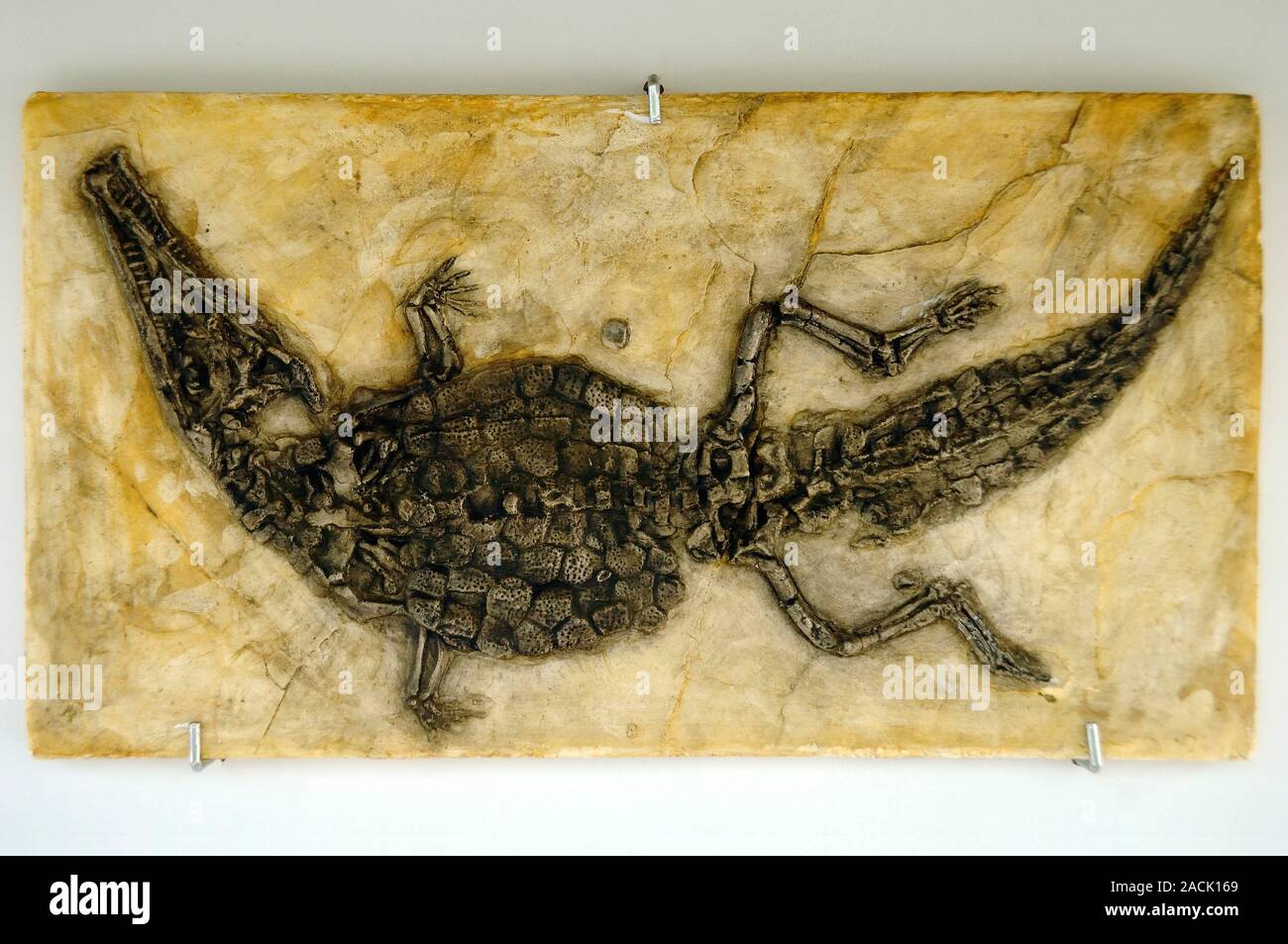 Crocodyliform fossil. This extinct reptile, Dyrosaurus phosphaticus ...