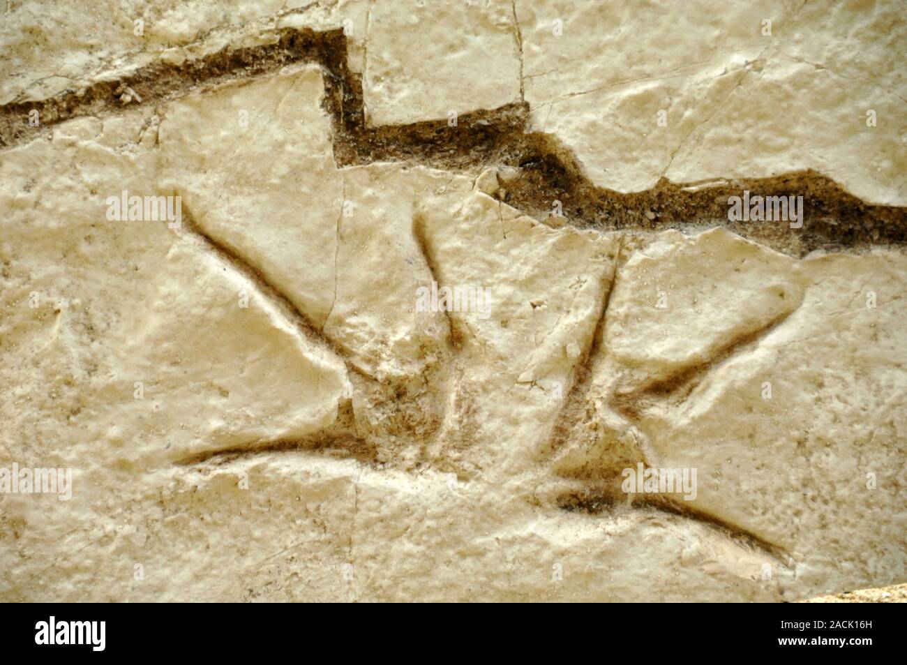 Dinosaur footprint fossils. Fossils appear as rock slowly forms around ...