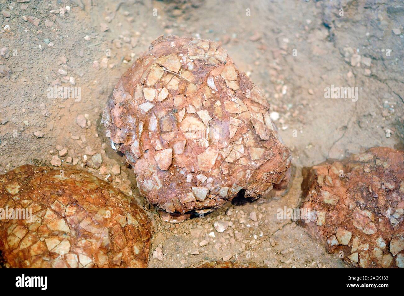 Titanosaurus dinosaur egg fossils. Fossils appear as rock slowly forms ...