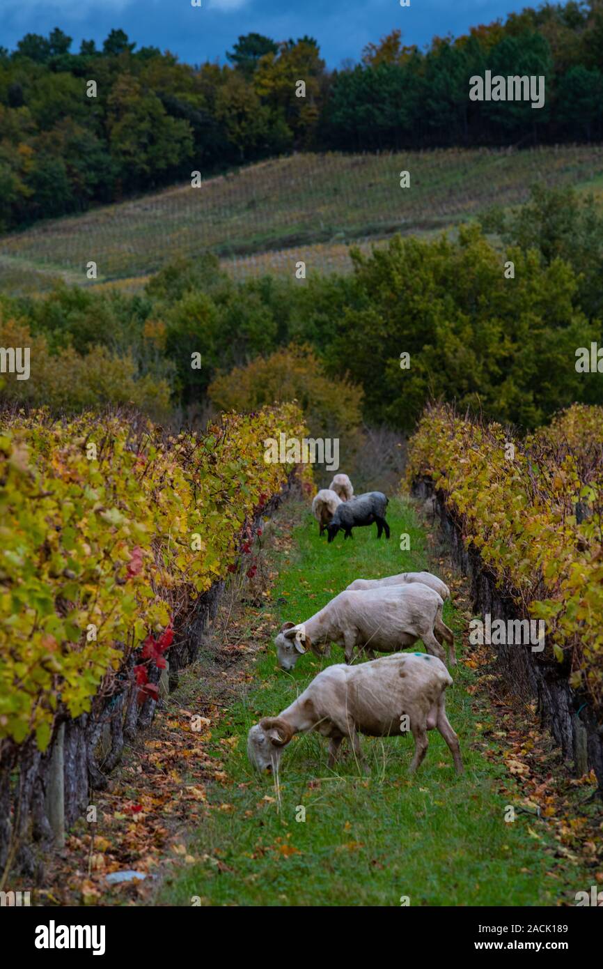 Sustainable development, Flock of sheep grazing grass in Bordeaux Vineyard Stock Photo - Alamy