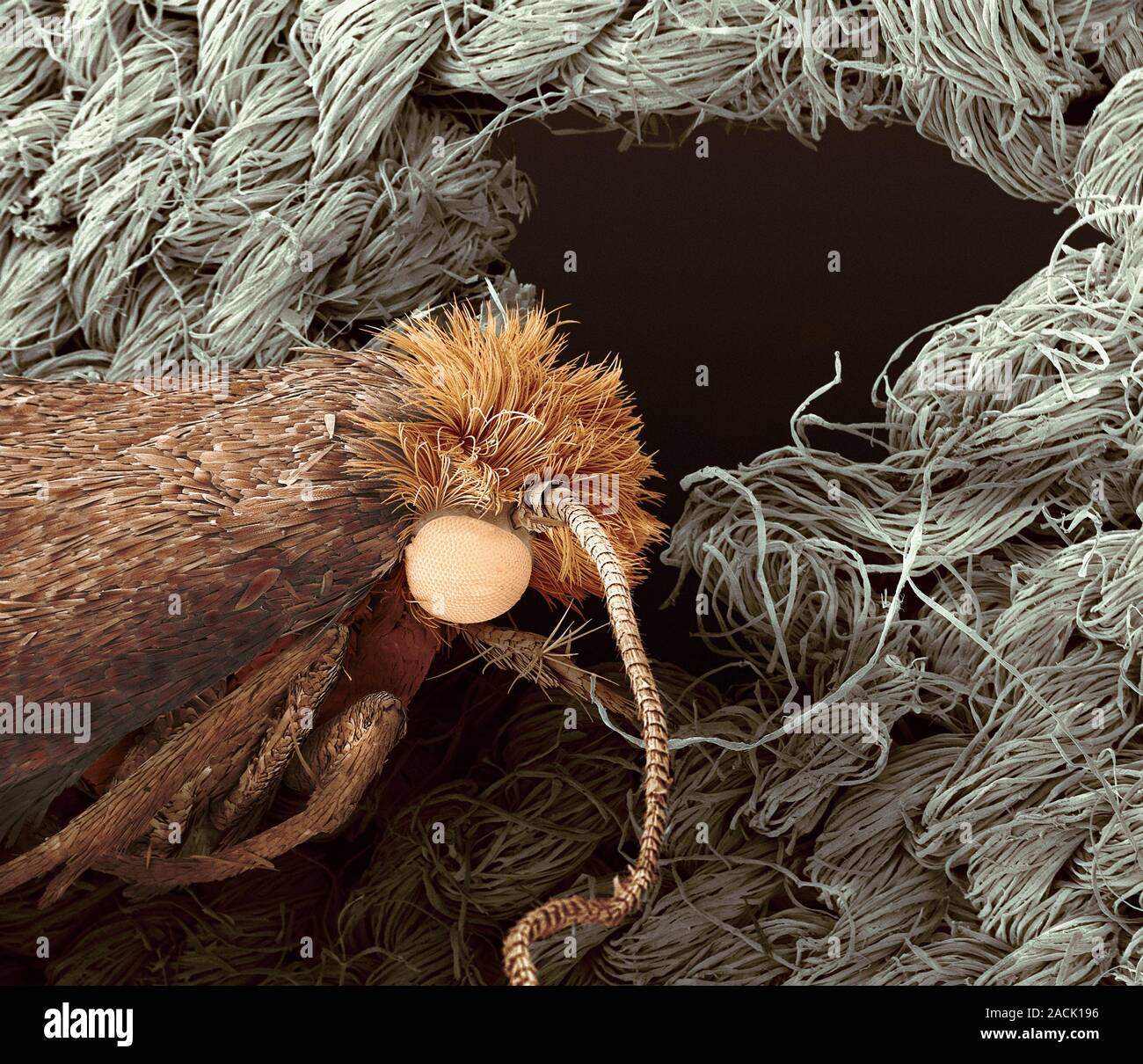 Clothes moth (Tineola bisselliella) on cotton garment, coloured ...