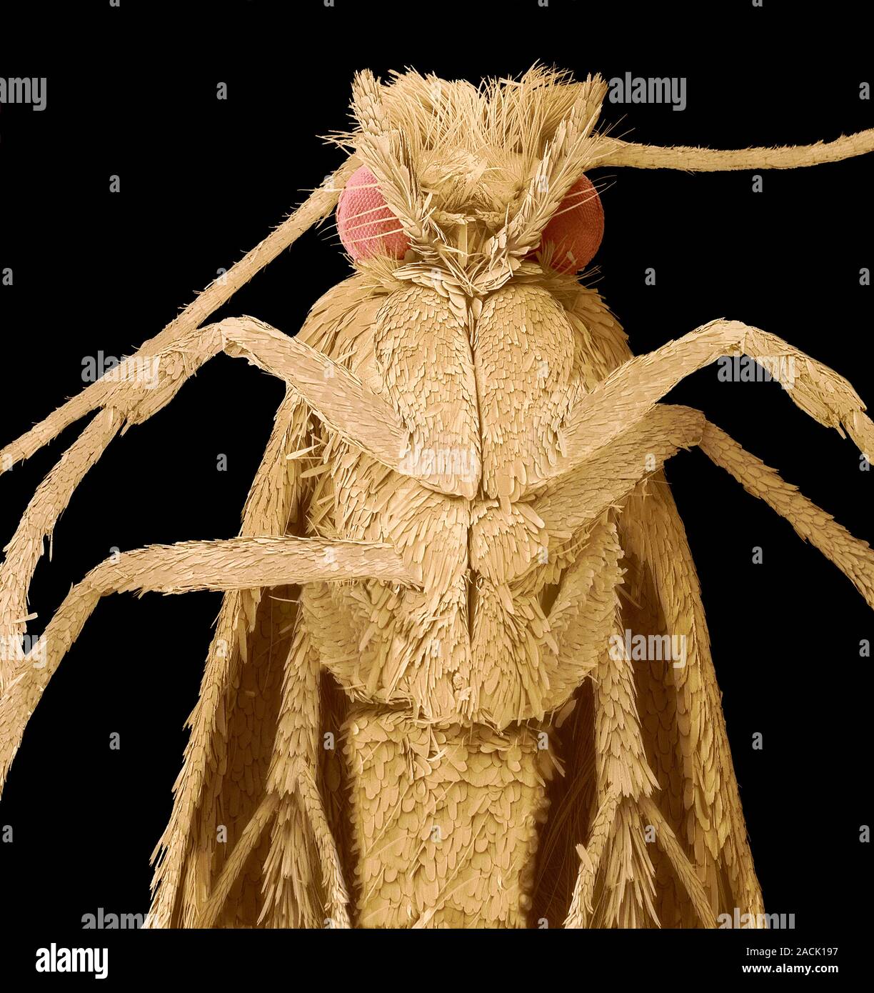 Clothes moth (Tineola bisselliella), coloured scanning electron ...