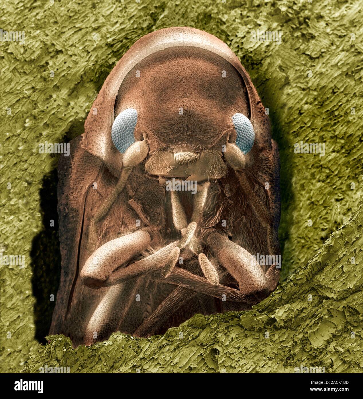 Common furniture beetle (Anobium punctatum), coloured scanning electron ...