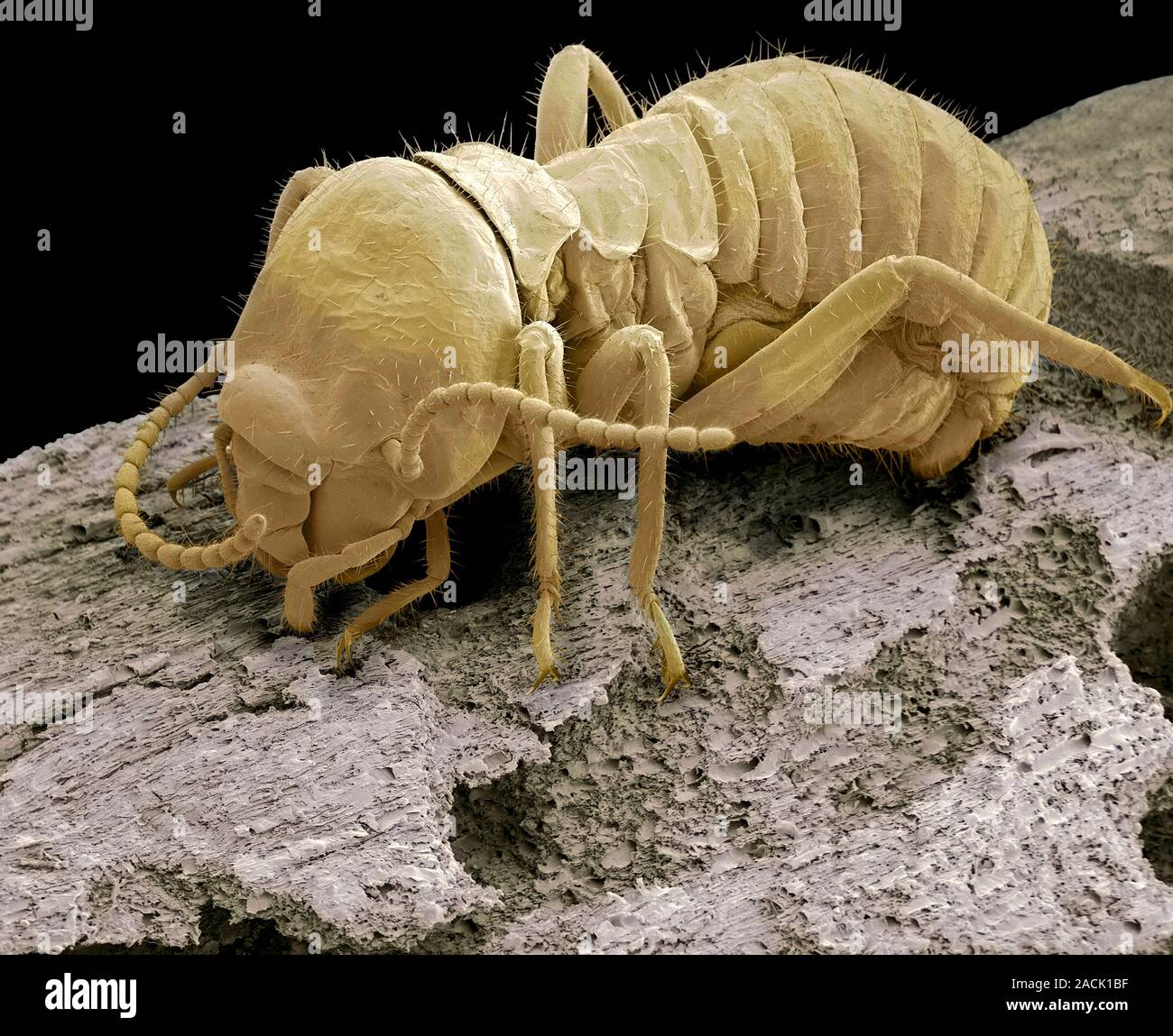 Worker termite, scanning electron micrograph (SEM), on wood. Termites ...