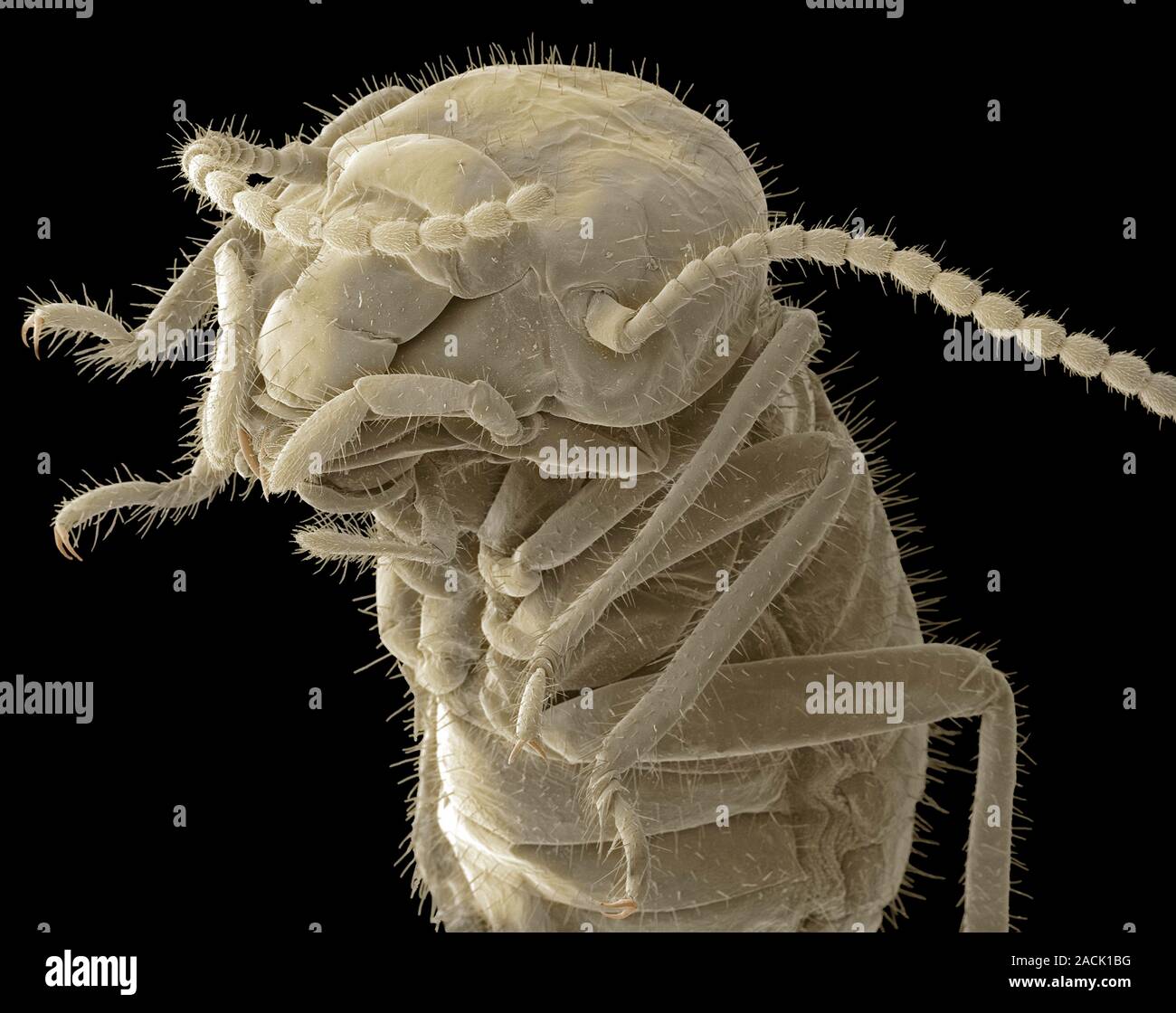 Worker termite, scanning electron micrograph (SEM). Termites feed on ...