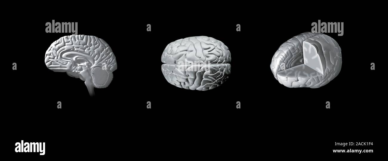Brain anatomy. Artwork of the anatomy of the human brain, showing the ...