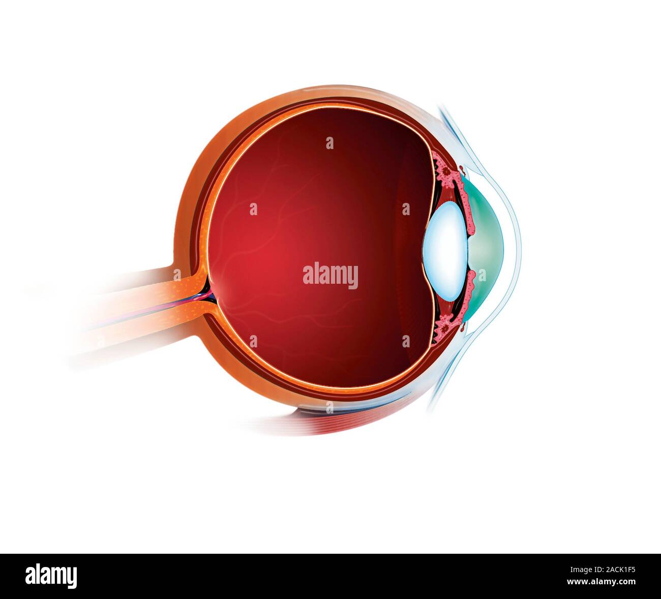 Eye anatomy. Artwork of a sagittal section showing the internal ...