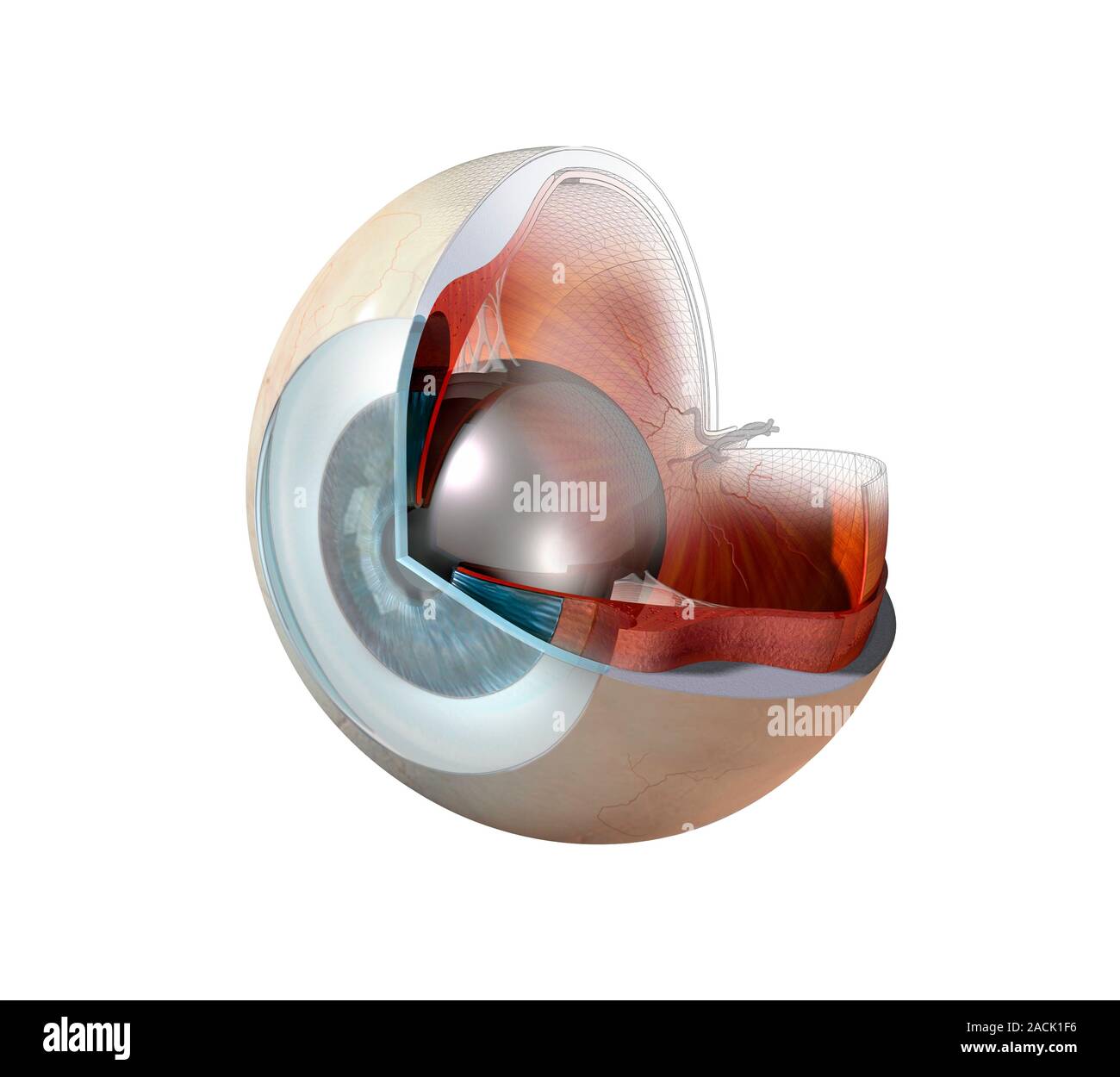 Eye anatomy. Cutaway artwork showing the internal structure and anatomy ...