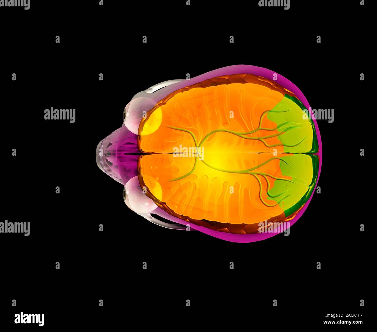 Occipital Lobe Neura Library