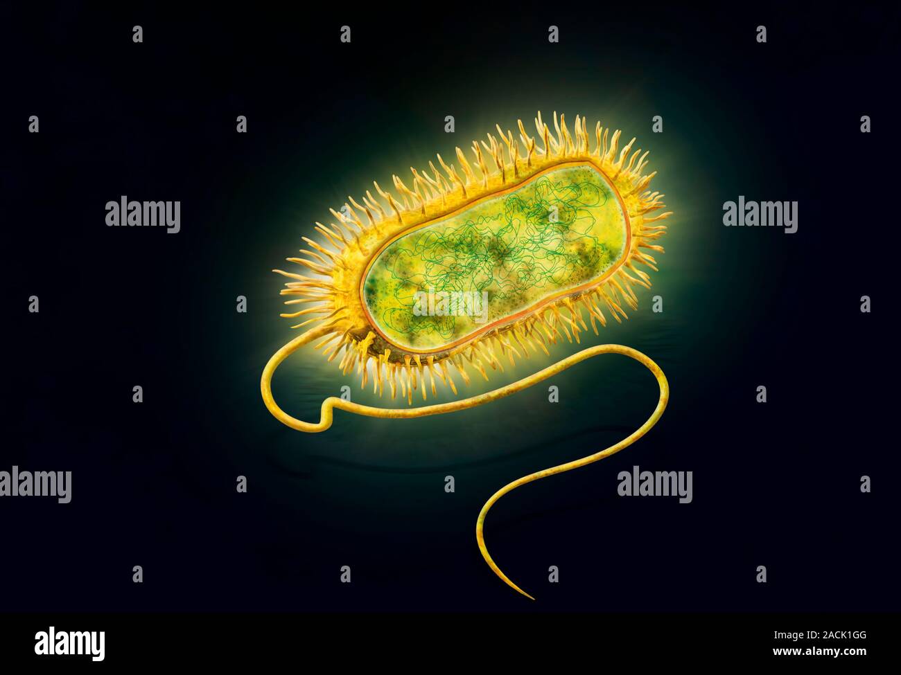 Bacterium. Artwork showing the internal and external anatomy of a ...