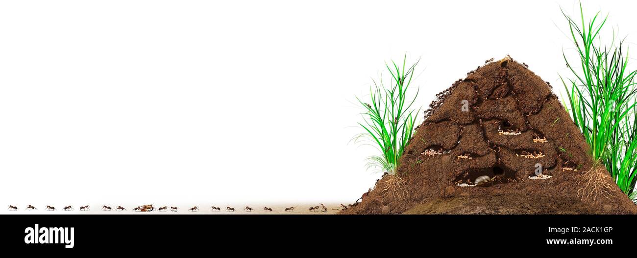 Ant mound. Artwork of an ant mound, the base from which these colonial ...