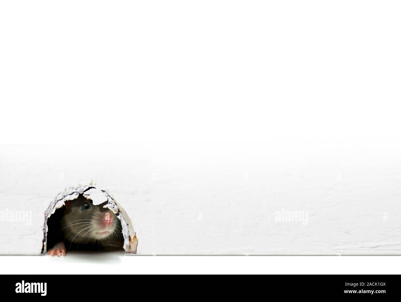 Household rat. Artwork of a rat peering through a hole in an internal ...