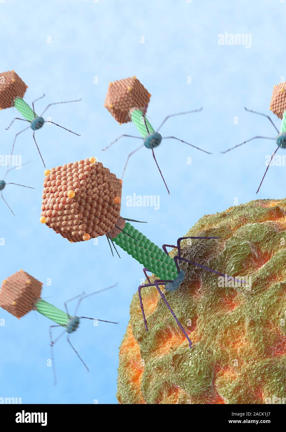 Bacteriophages attacking bacteria. Computer artwork of bacteriophage ...