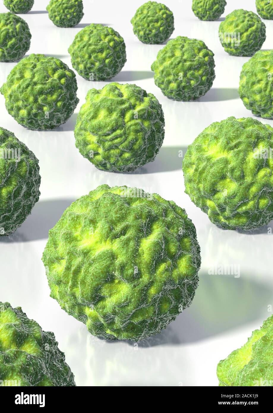 Spherical bacteria (cocci), computer artwork Stock Photo - Alamy