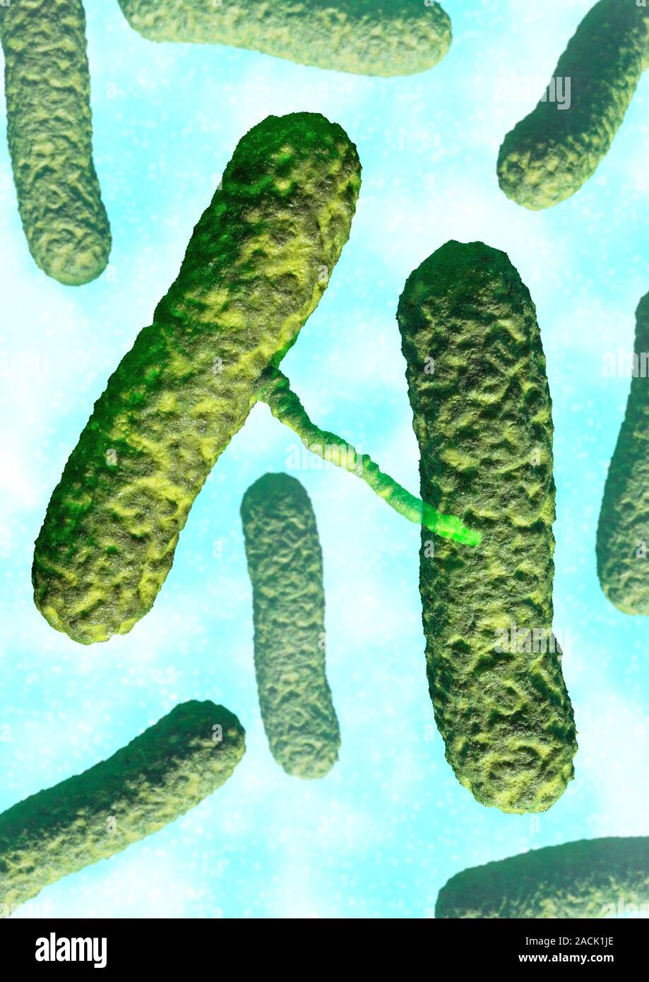 Bacterial Conjugation Animation